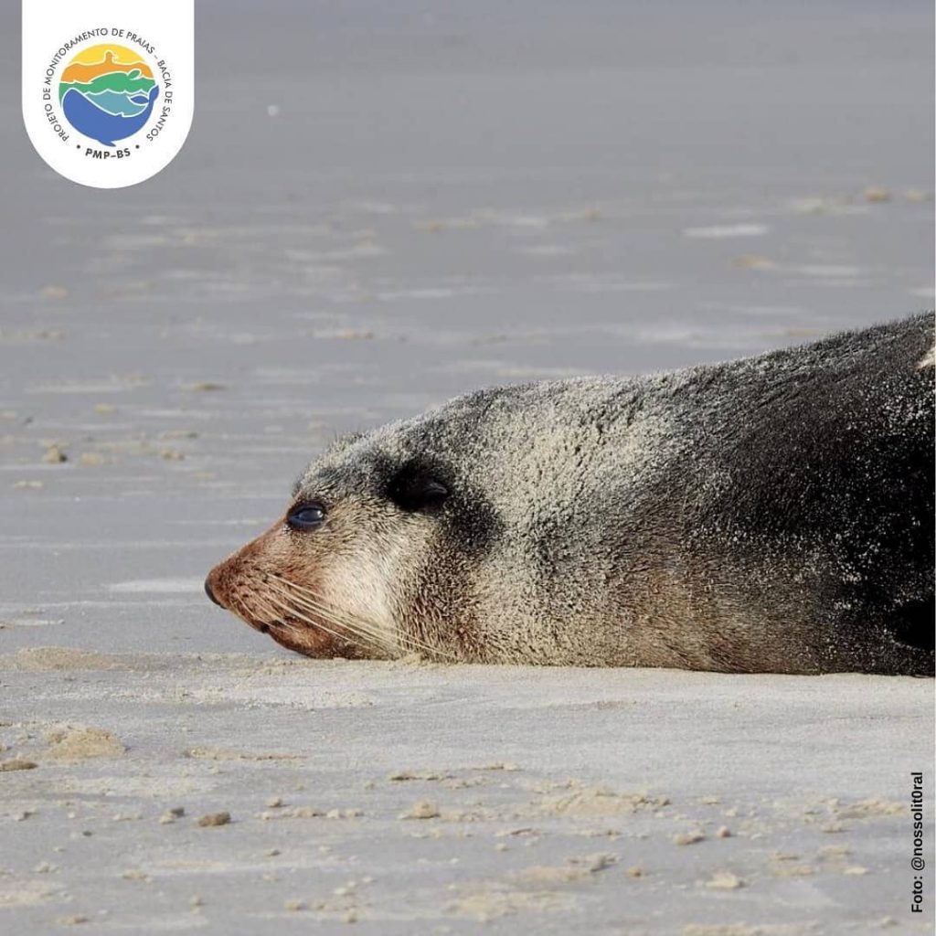 Lobo Marinho é visto descansando na Ilha de Superagui - TVCI